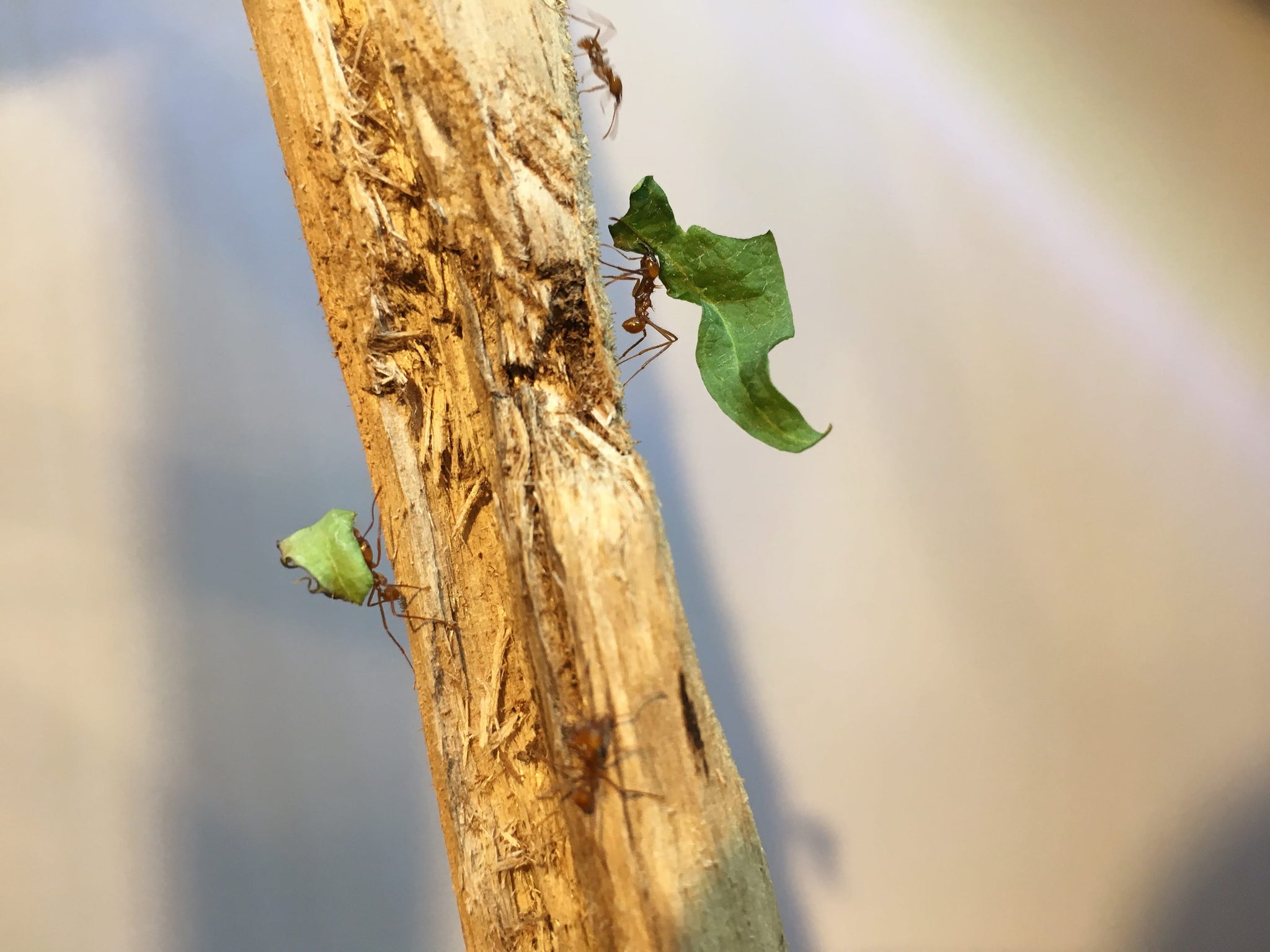 Newfoundland Insectarium