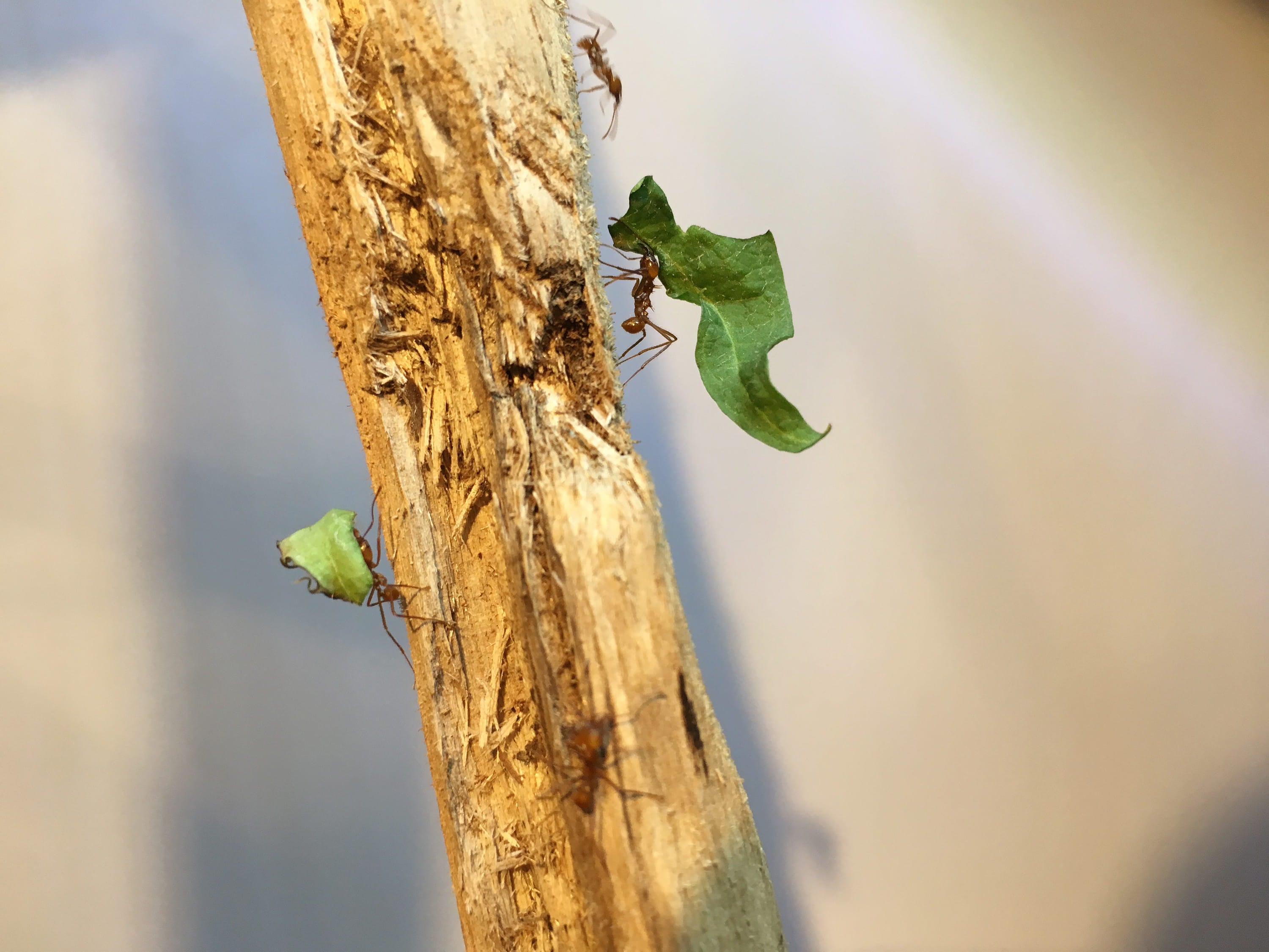 Newfoundland Insectarium