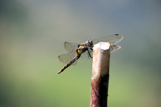 Newfoundland Insectarium